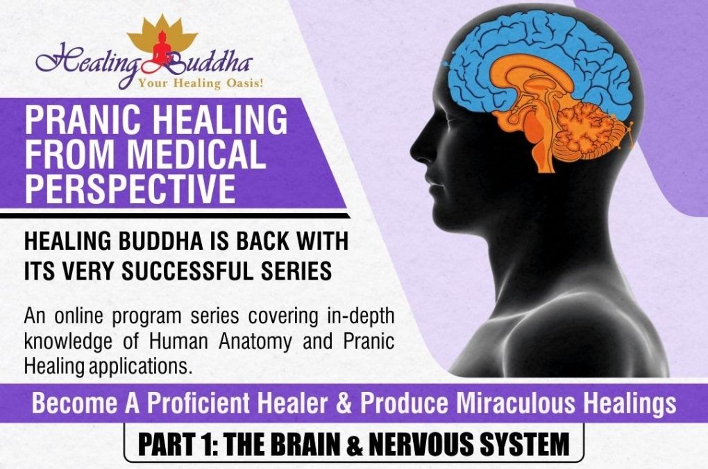 PHMP Series: Part 1- The Brain & Nervous System - India's Best Pranic ...